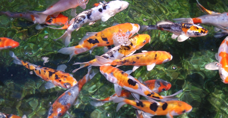 Koi Pond Repairs - Pools Services Randburg